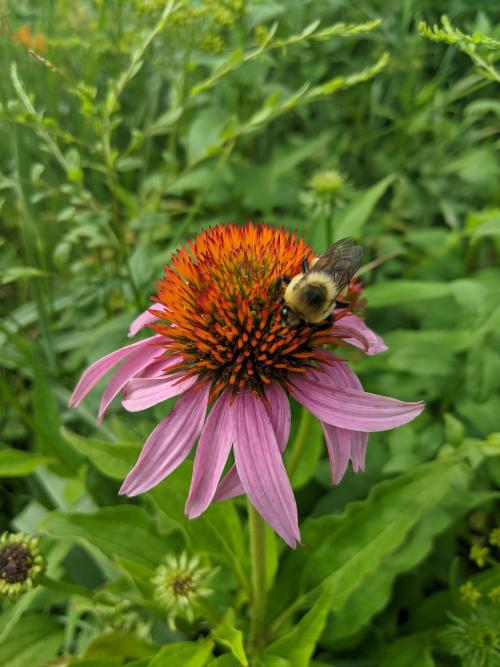 Pollinator Resources | Sauk County Wisconsin Official Website